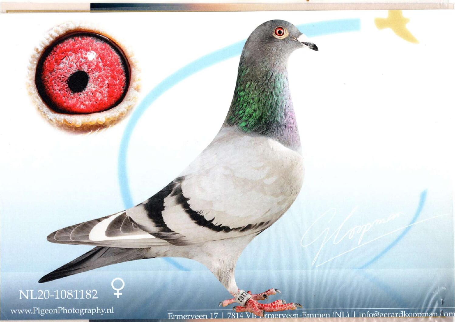 Koopman NL20-1081182-♀