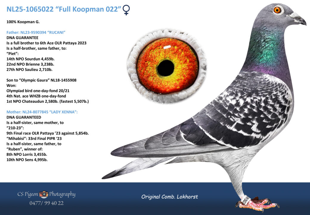 hok Lokhorst Koopman NL 1065022-25 入荷待ち