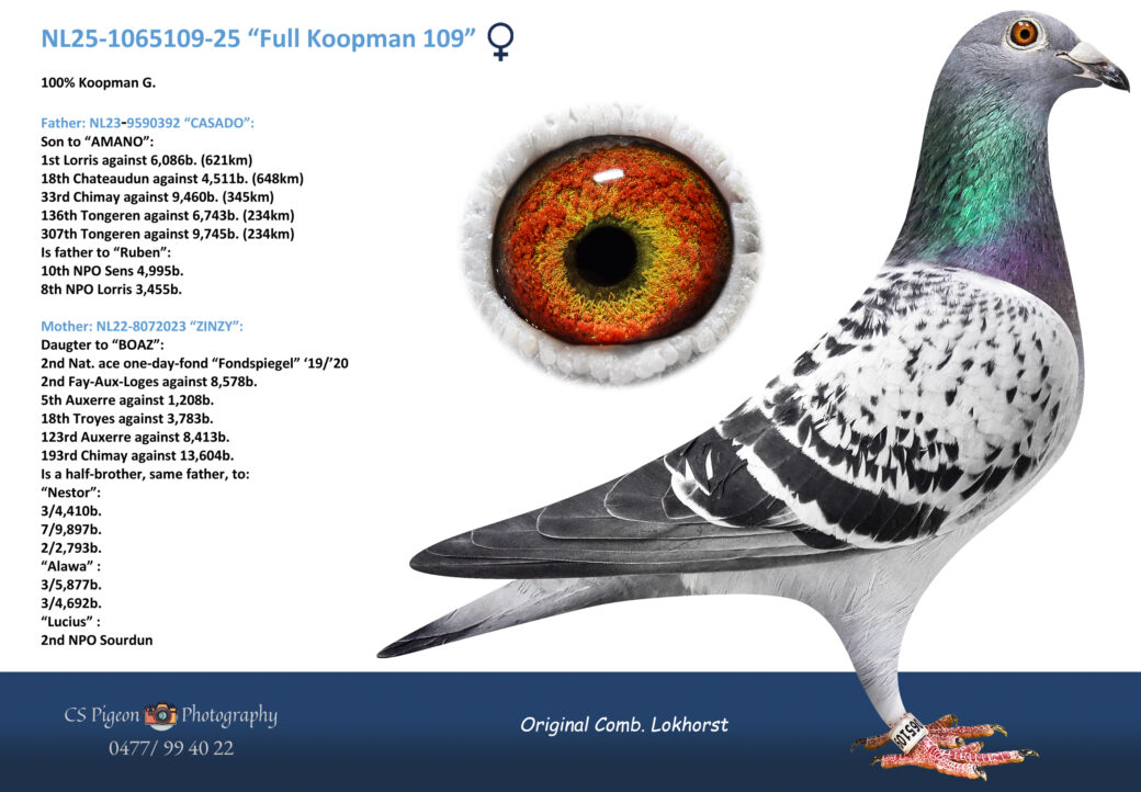 hok Lokhorst Koopman NL 1065109-25 入荷待ち