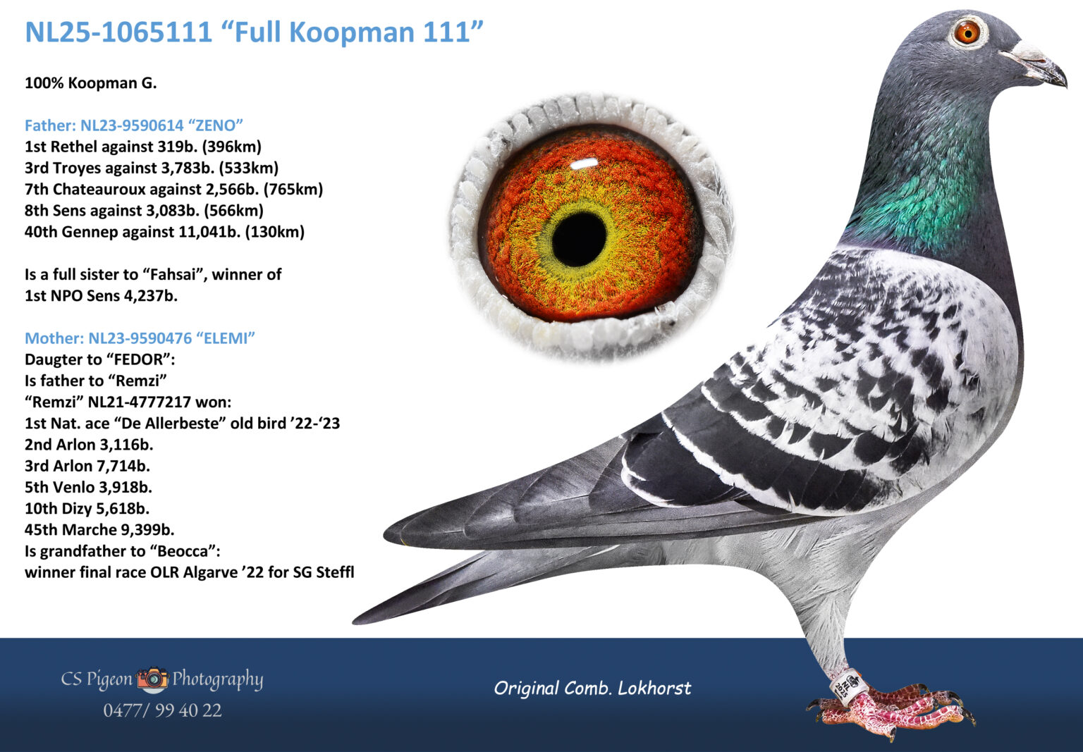 hok Lokhorst Koopman NL 1065111-25 入荷待ち